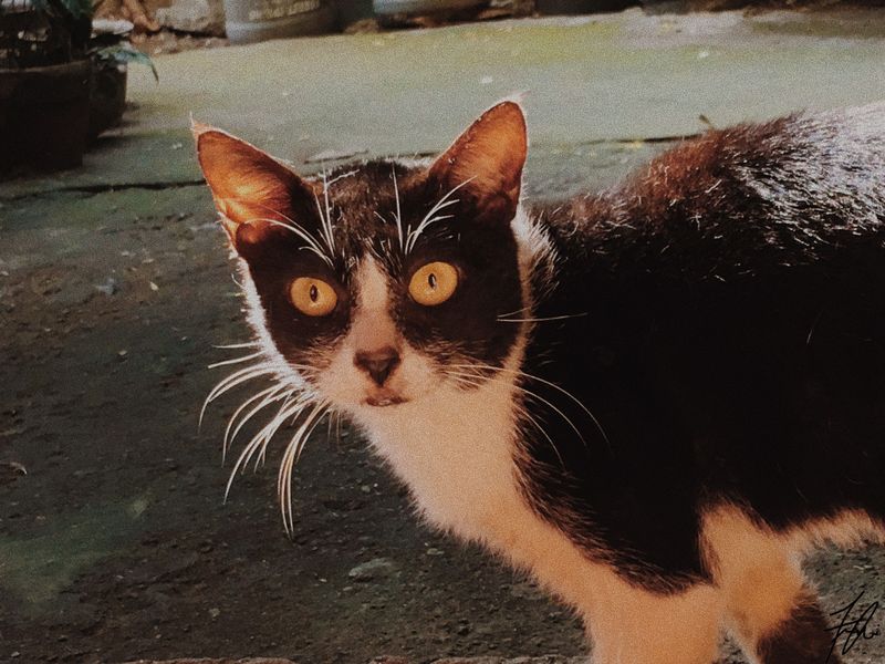 Oliver, the cat | Smithsonian Photo Contest | Smithsonian Magazine