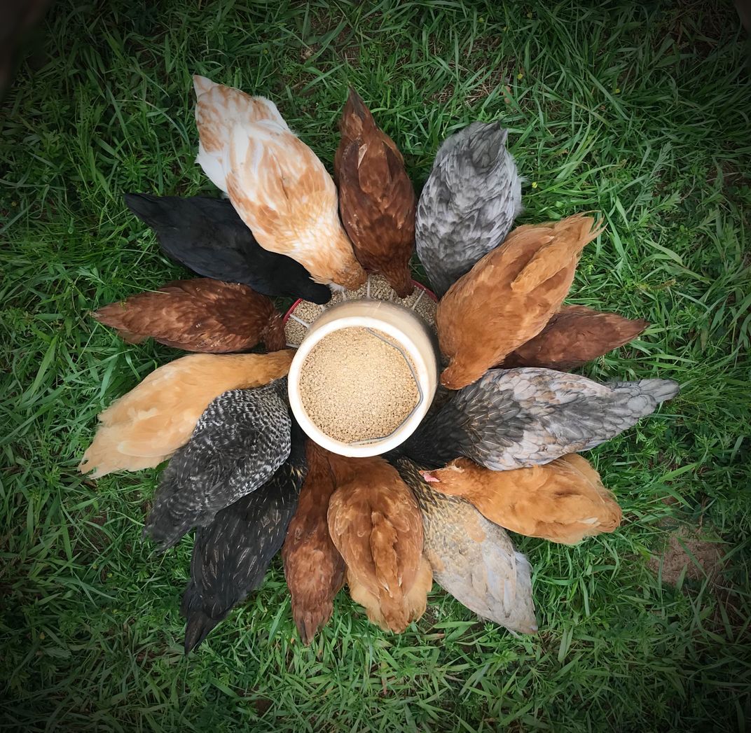 Chicken flower | Smithsonian Photo Contest | Smithsonian Magazine