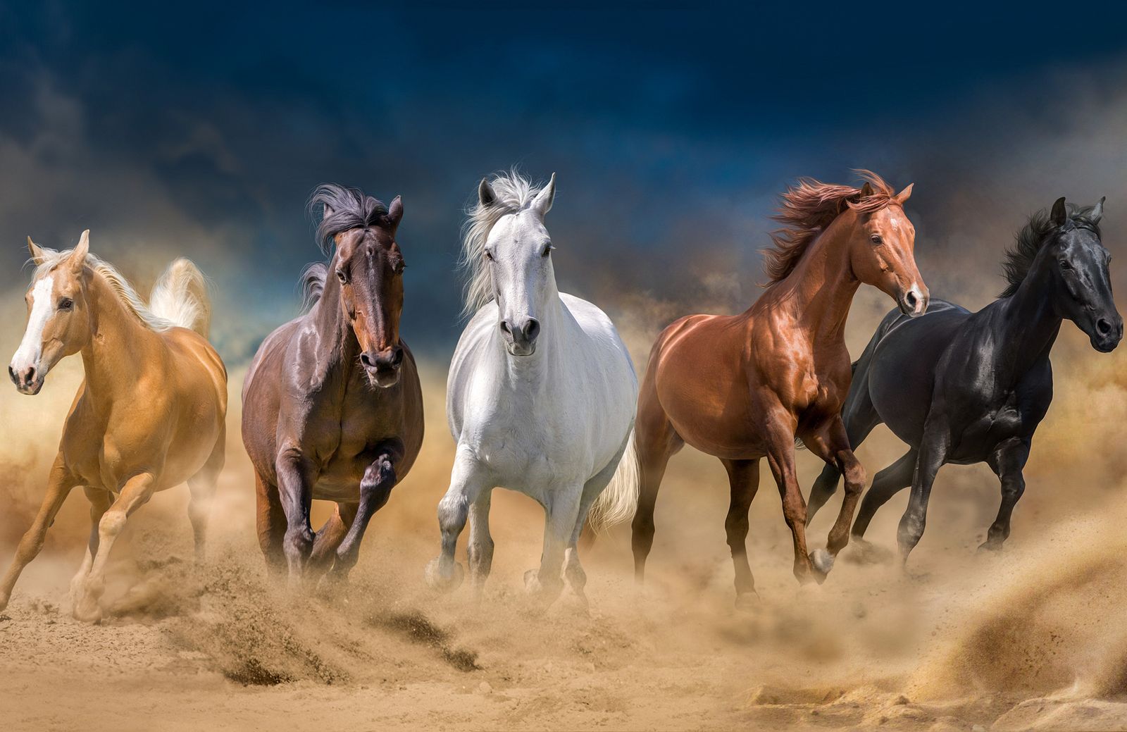 Gallop Into the Year of the Horse With These Five Amazing Equine ...