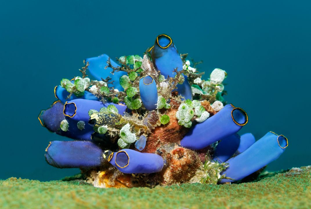 does light pollution affect animals