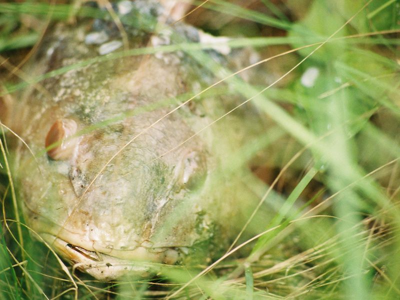 A fish in grass | Smithsonian Photo Contest | Smithsonian Magazine