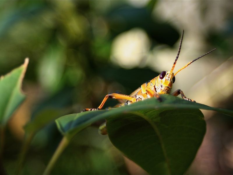 Eastern Lubber Grasshopper in South Florida | Smithsonian Photo Contest ...