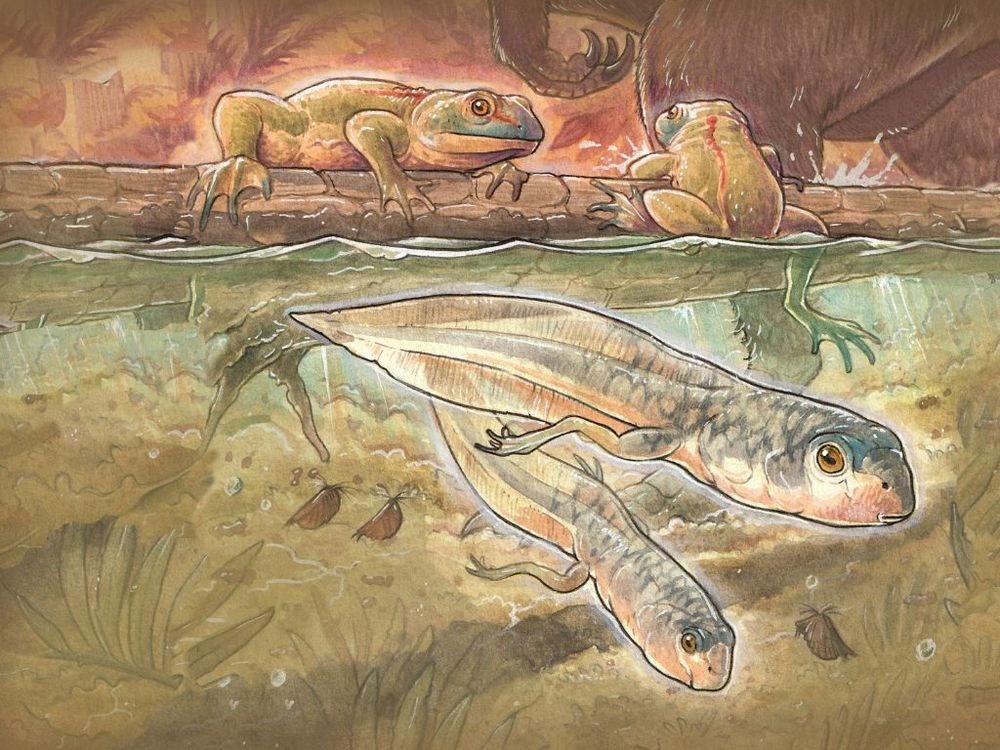 Scientists Unearth the Oldest Tadpole Fossil Ever Found, and It's a 161 ...
