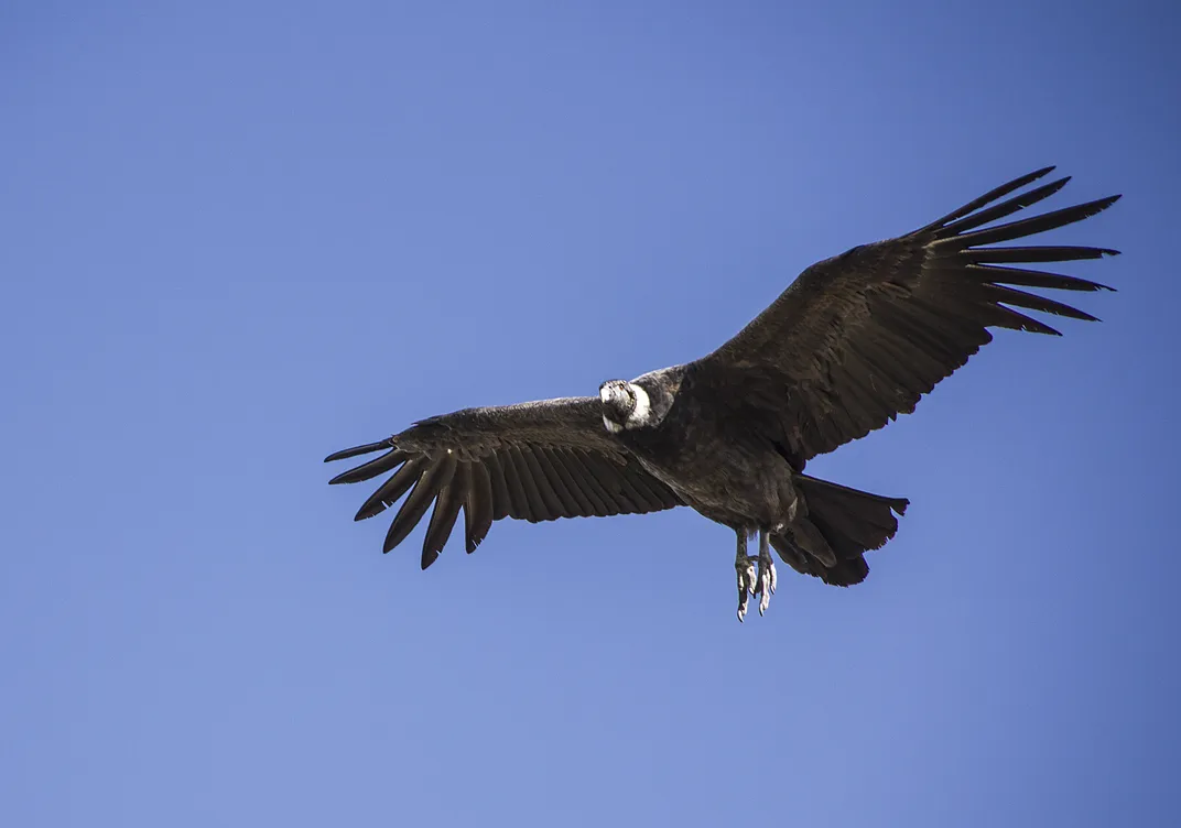 Condor | Smithsonian Photo Contest | Smithsonian Magazine