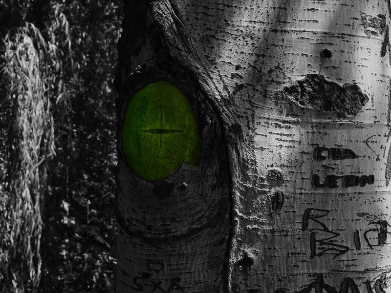 Eye on the tree | Smithsonian Photo Contest | Smithsonian Magazine