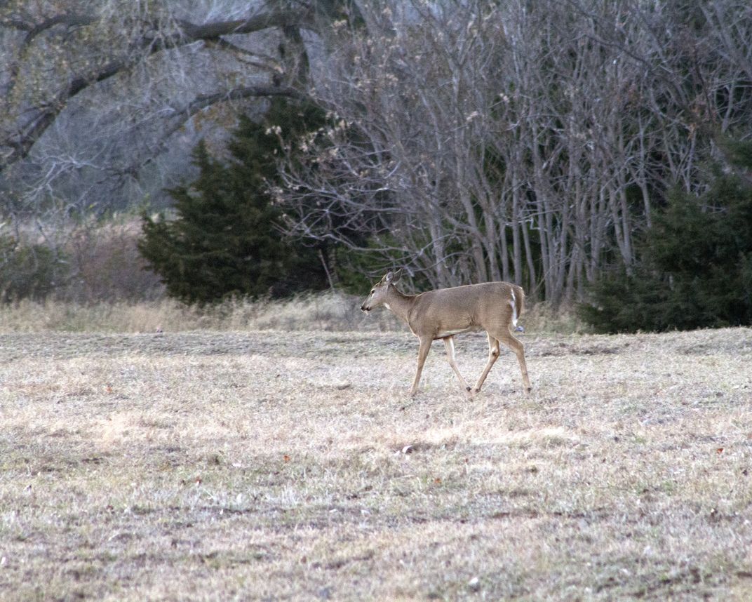 A lonely Doe | Smithsonian Photo Contest | Smithsonian Magazine