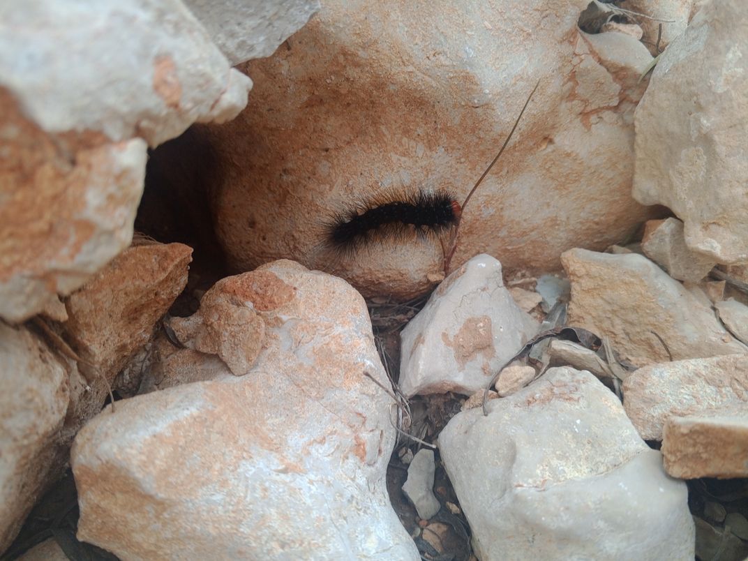 A Tiger Moth Caterpillar while climbing a mountain | Smithsonian Photo ...