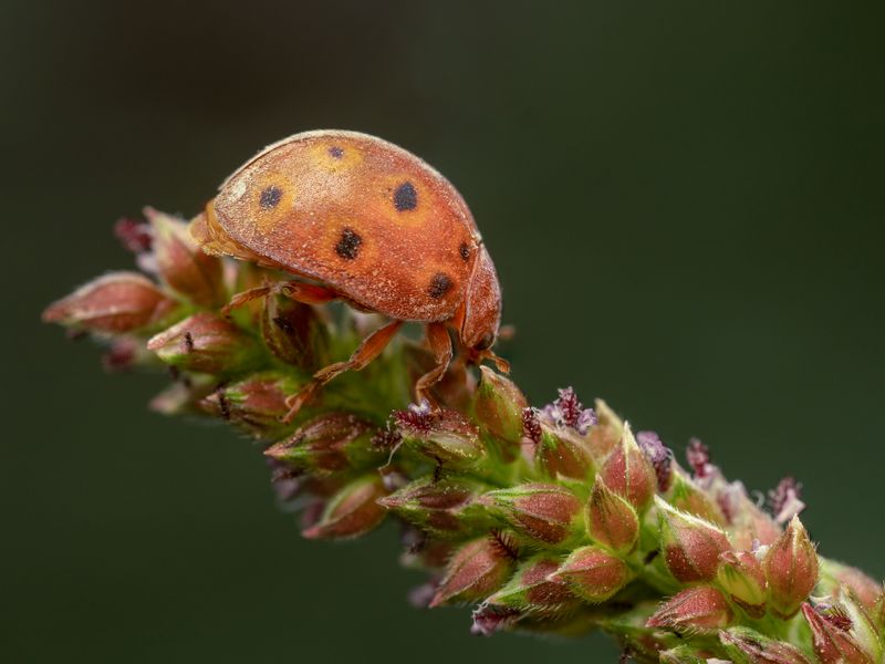 Epilachna chrysomelina | Smithsonian Photo Contest | Smithsonian Magazine
