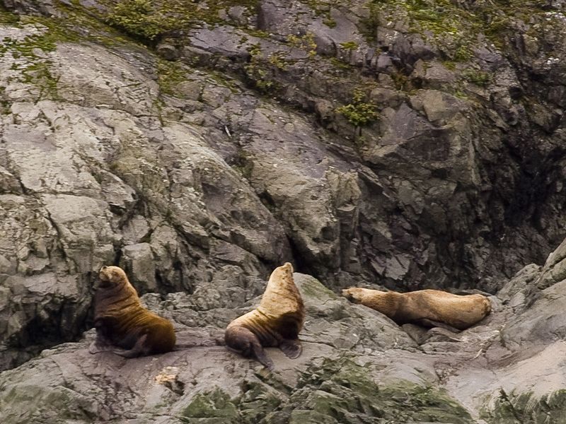 Seals in rocks | Smithsonian Photo Contest | Smithsonian Magazine