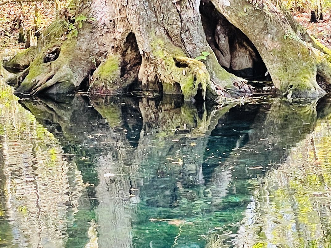 Cypress Tree in Silver Spring Florida | Smithsonian Photo Contest ...
