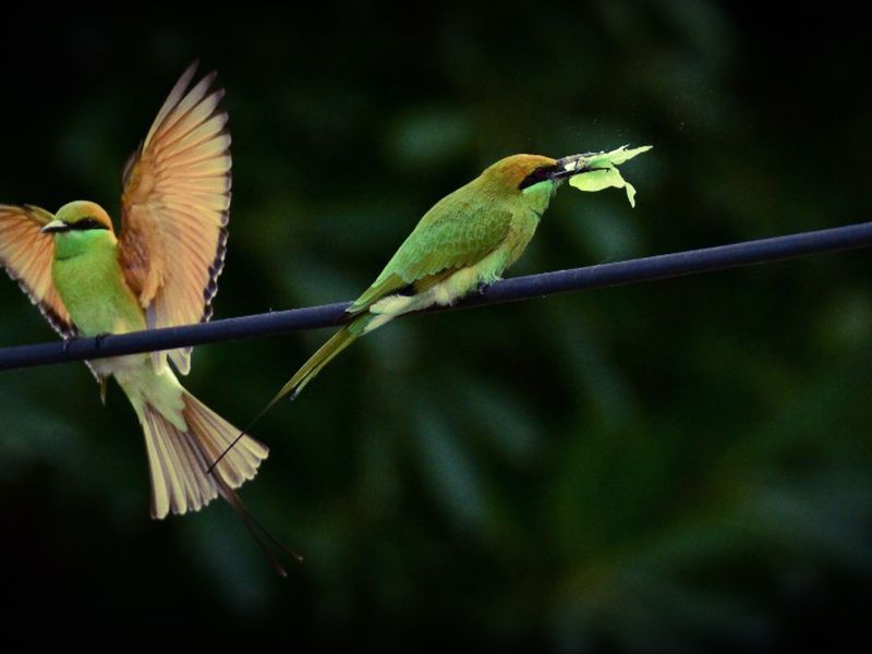 Nice capture in flight. It took me 2 hours to capture this butterfly ...