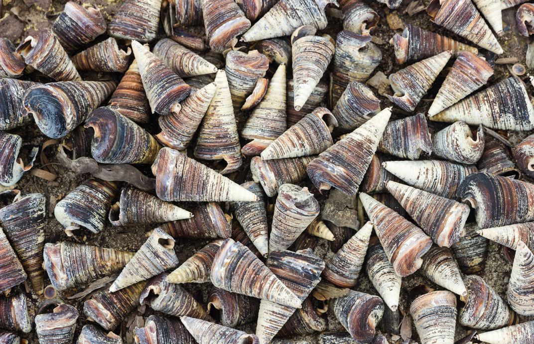 Wasted shells | Smithsonian Photo Contest | Smithsonian Magazine