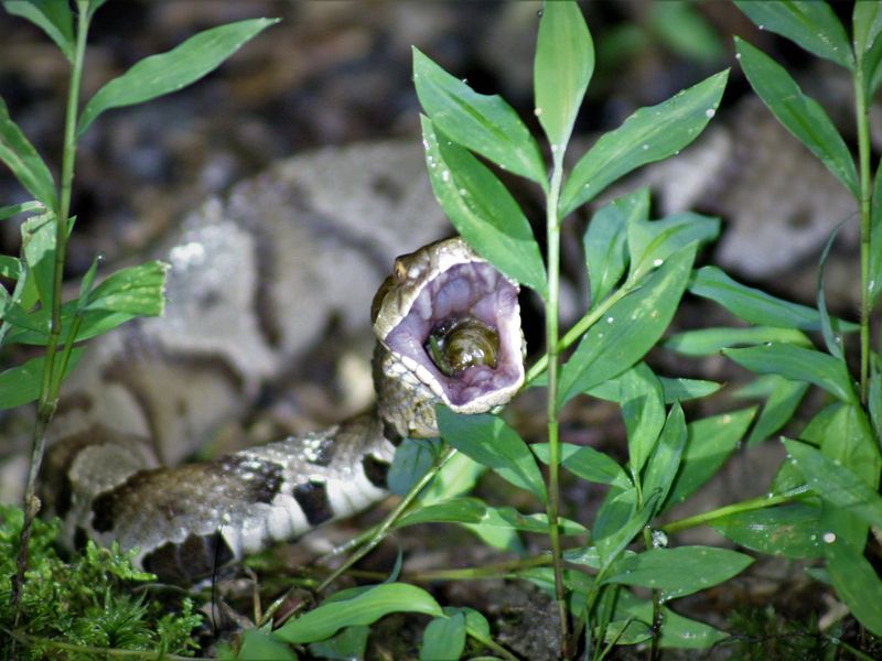 A Copperhead showing off his cicada dinner! | Smithsonian Photo Contest ...