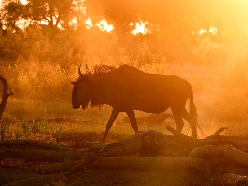 Wildebeest grazing at sunset | Smithsonian Photo Contest | Smithsonian ...