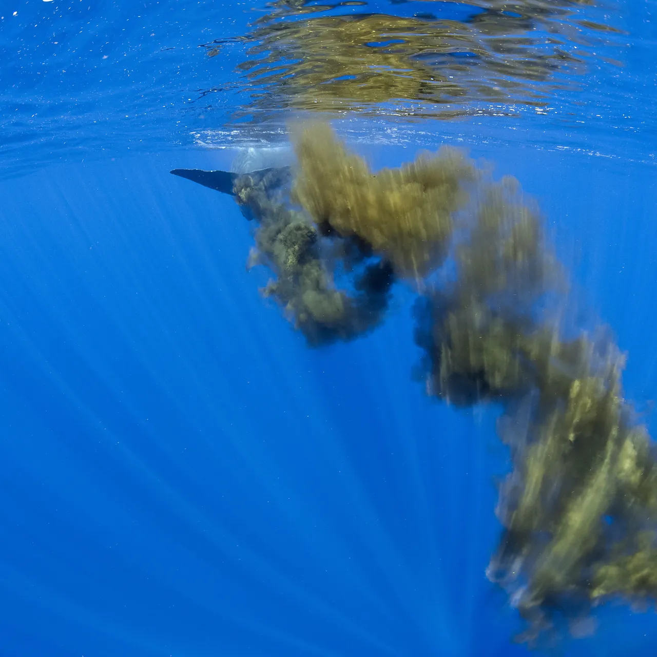 How Large Is Blue Whale Poop
