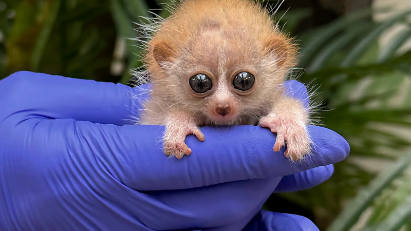 Baby Slow Loris Slow Loris Wikipedia