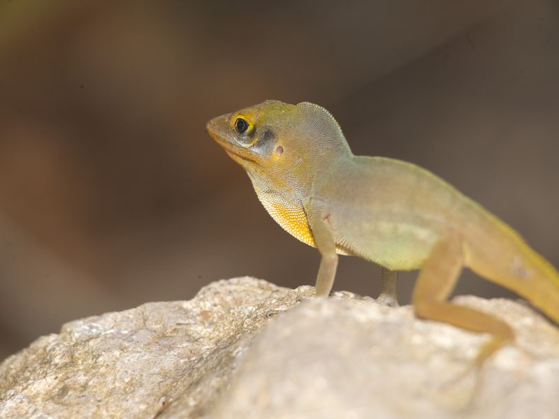 Mating lizard | Smithsonian Photo Contest | Smithsonian Magazine