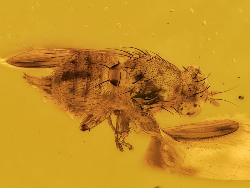 Amber bug | Smithsonian Photo Contest | Smithsonian Magazine