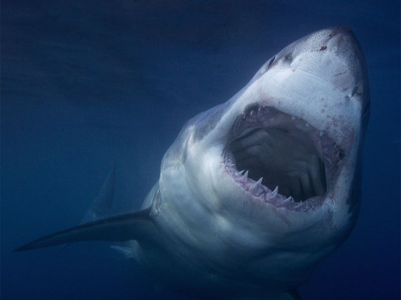 Great White bite. | Smithsonian Photo Contest | Smithsonian Magazine
