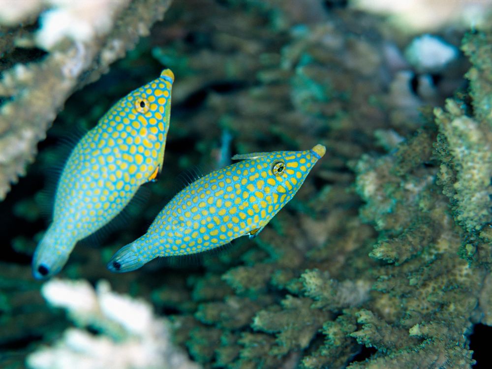 By Absorbing Smells From Its Food, This Fish Gets Scent Camouflage