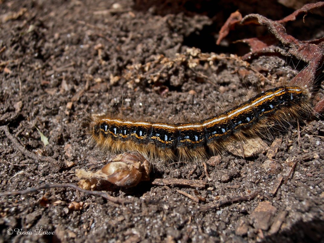 Caterpillar on the ground | Smithsonian Photo Contest | Smithsonian ...