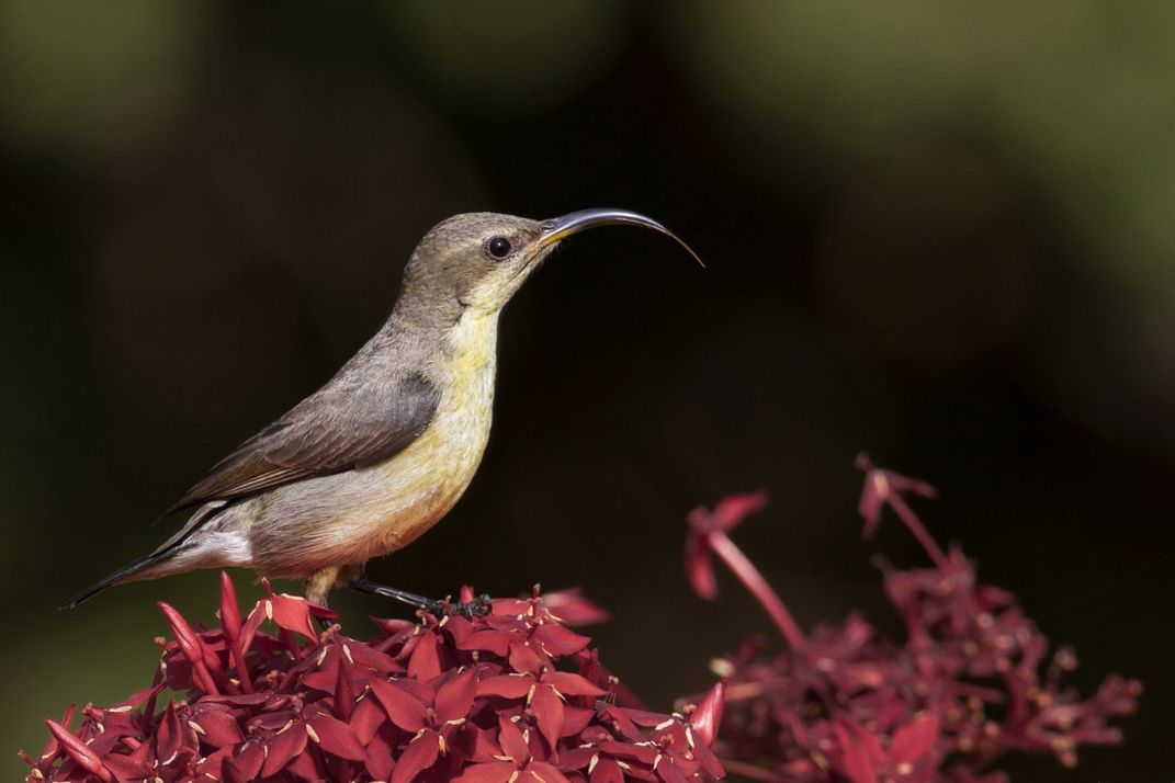 Purple Sunbird | Smithsonian Photo Contest | Smithsonian Magazine