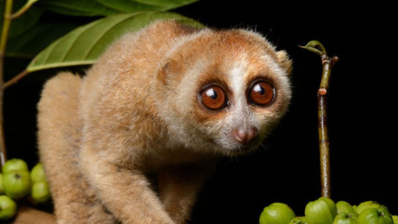 Slow Loris Eyes