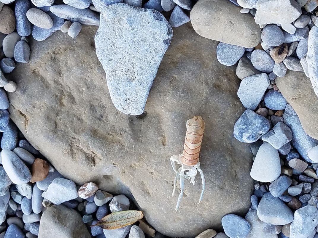 A crayfish shell and petoskey stones on Little Grand Traverse Bay ...