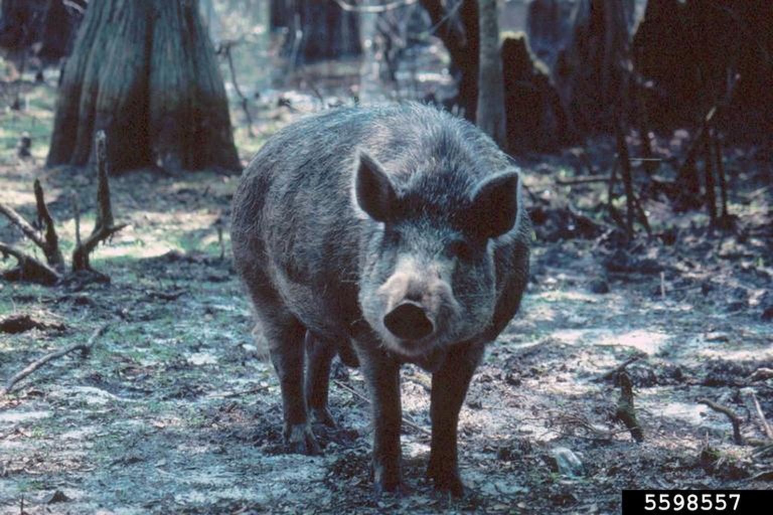 Destructive 'Super Pigs' From Canada Threaten the Northern U.S.
