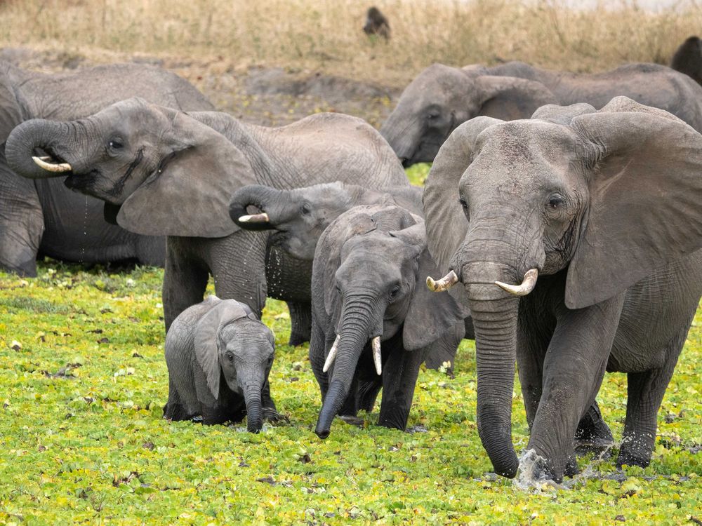 Dumbo and his family | Smithsonian Photo Contest | Smithsonian Magazine