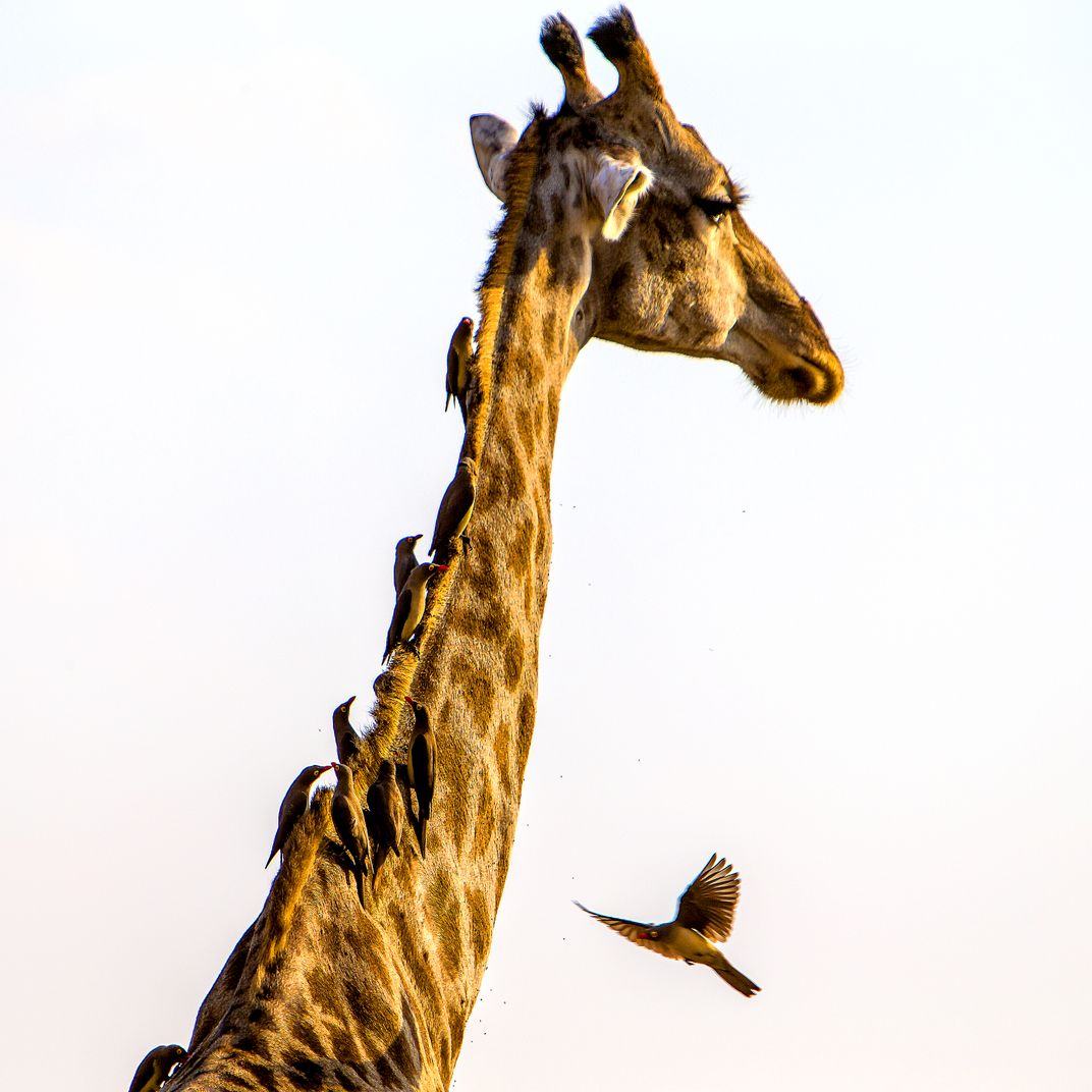 Oxpeckers Caring for Giraffe | Smithsonian Photo Contest | Smithsonian ...