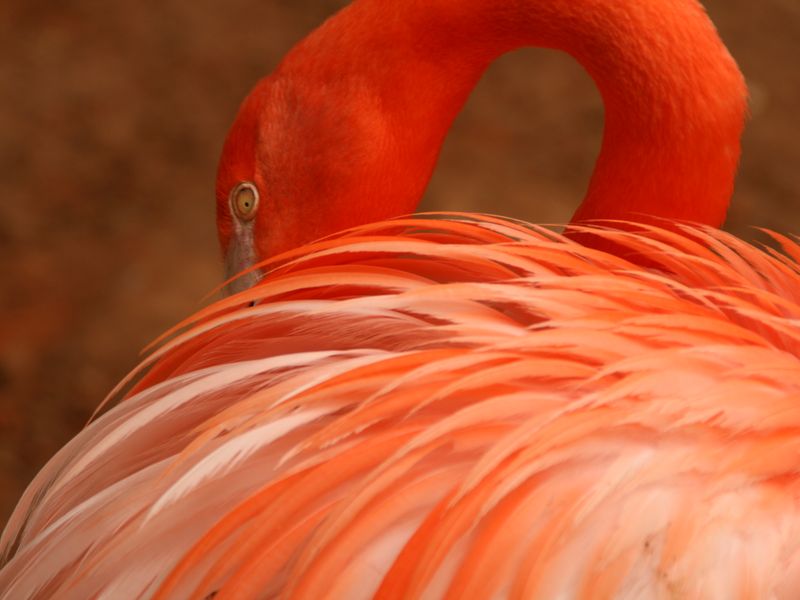 Flamingo colors | Smithsonian Photo Contest | Smithsonian Magazine