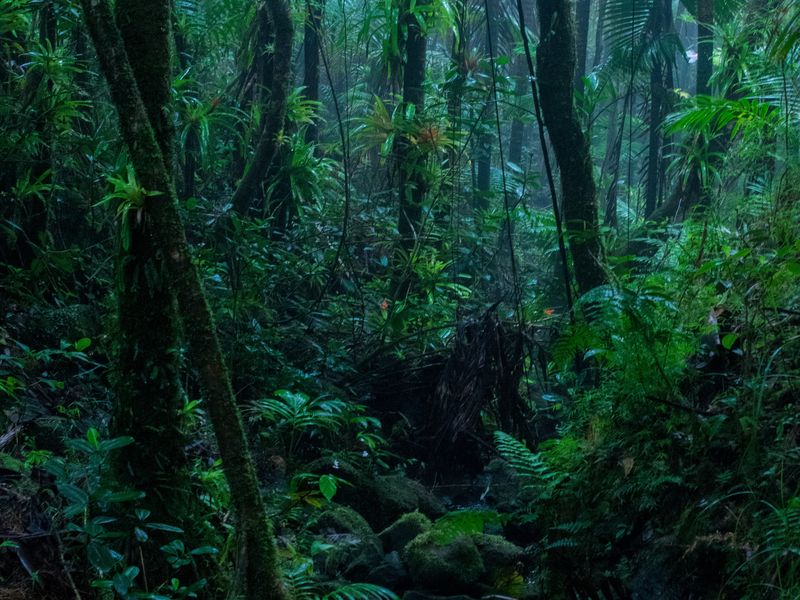 El Yunque National Rainforest view from Monte Britton Trail, Puerto ...