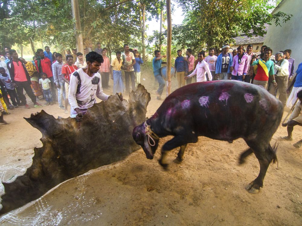 Goru Khota | Smithsonian Photo Contest | Smithsonian Magazine