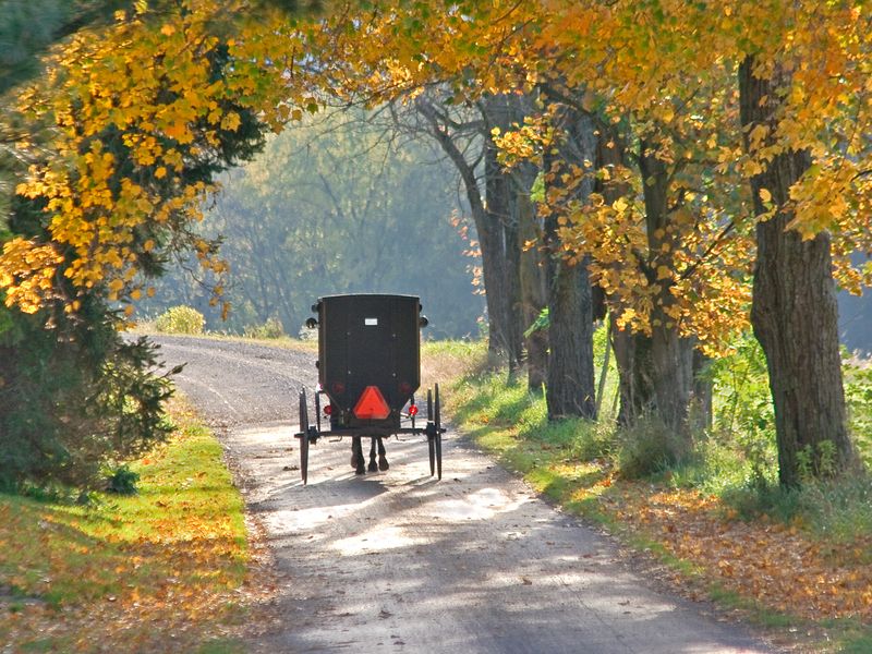 Amish Bugg going through fall trees | Smithsonian Photo Contest ...