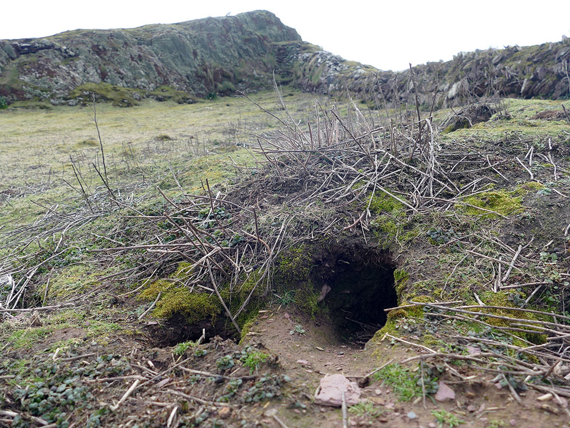 Burrowing Bunnies in Wales Unearth Trove of Prehistoric Artifacts