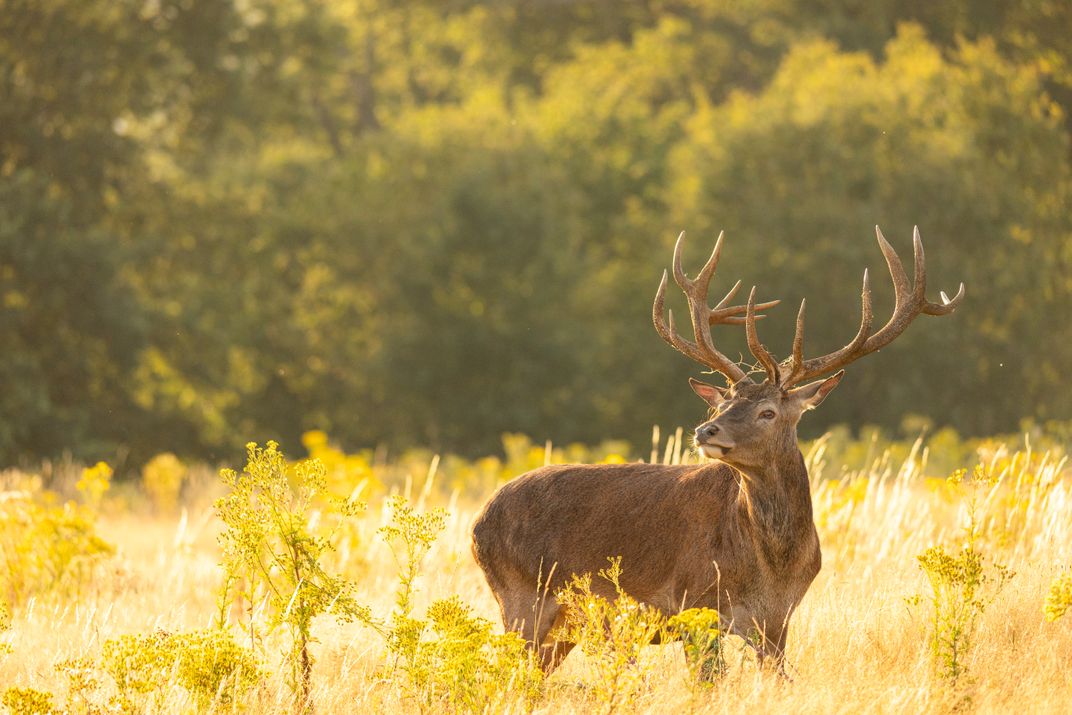 Stag in the setting Sun | Smithsonian Photo Contest | Smithsonian Magazine