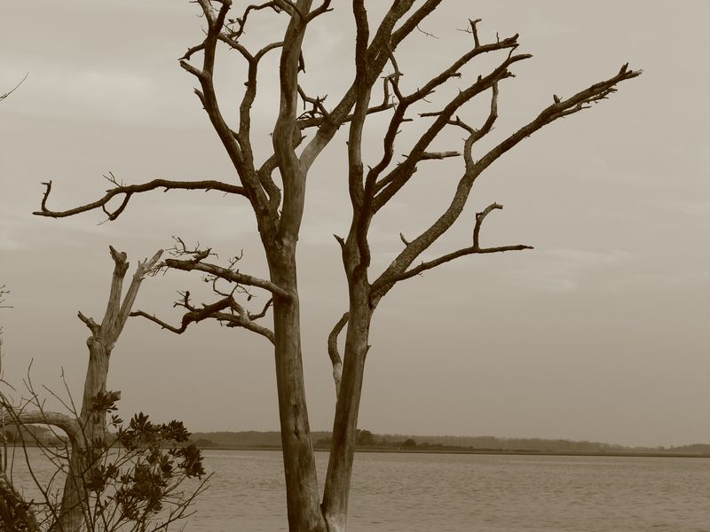 The Bay Tree | Smithsonian Photo Contest | Smithsonian Magazine