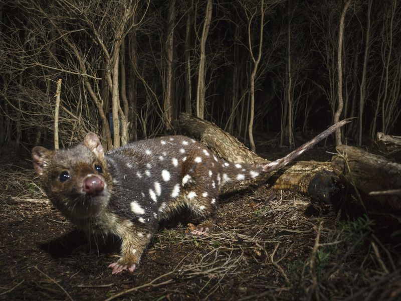 A Spotted-Tail Quoll, the second largest carnivorous marsupial living ...