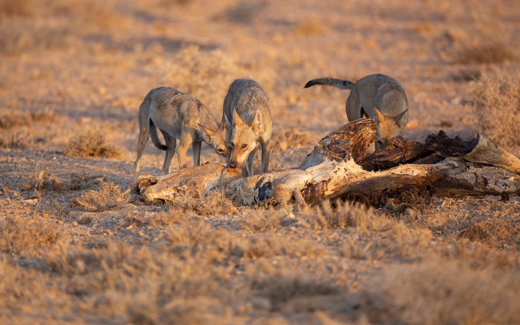 Cross face | Smithsonian Photo Contest | Smithsonian Magazine