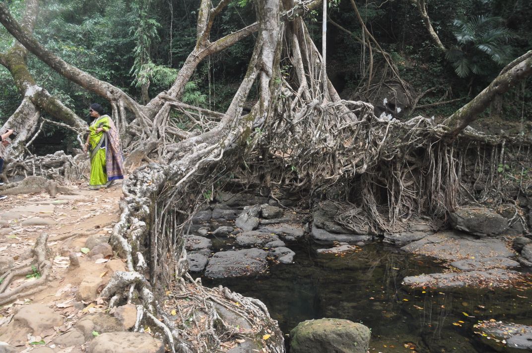 Root Bridge | Smithsonian Photo Contest | Smithsonian Magazine