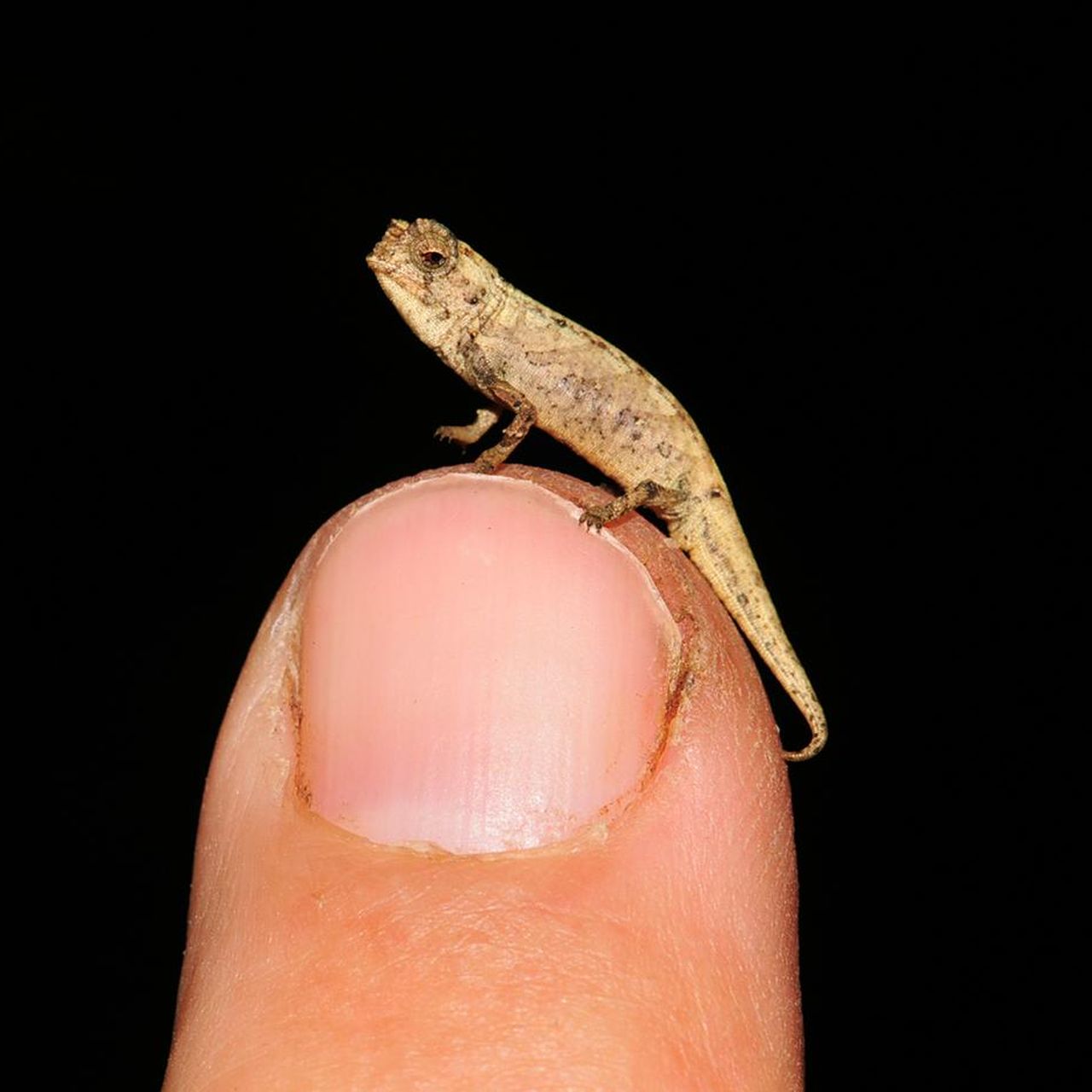 world's smallest conker