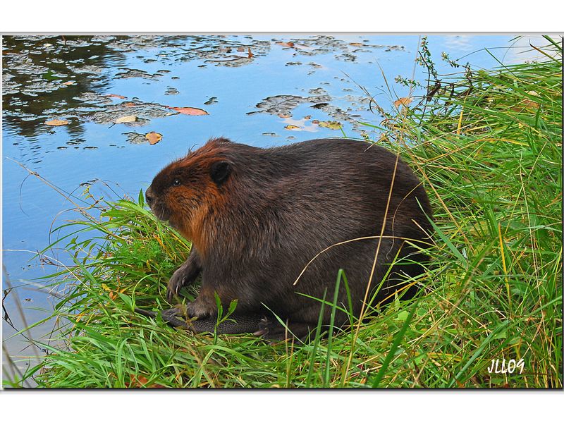 Beaver by lake | Smithsonian Photo Contest | Smithsonian Magazine