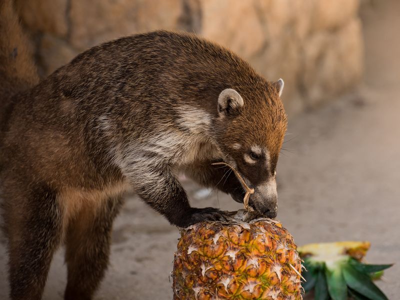 Coati | Smithsonian Photo Contest | Smithsonian Magazine