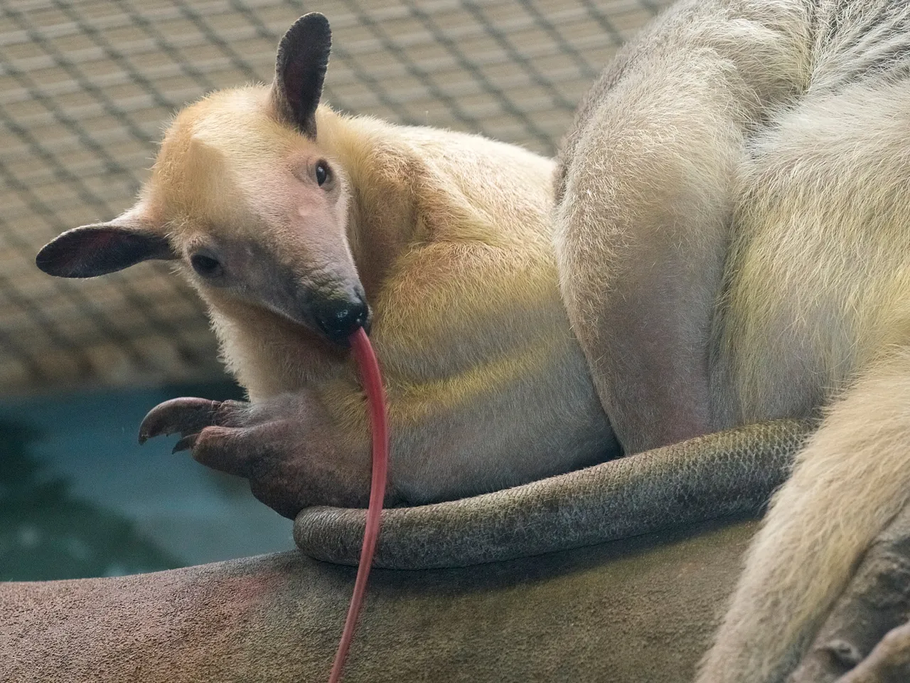 tamandua