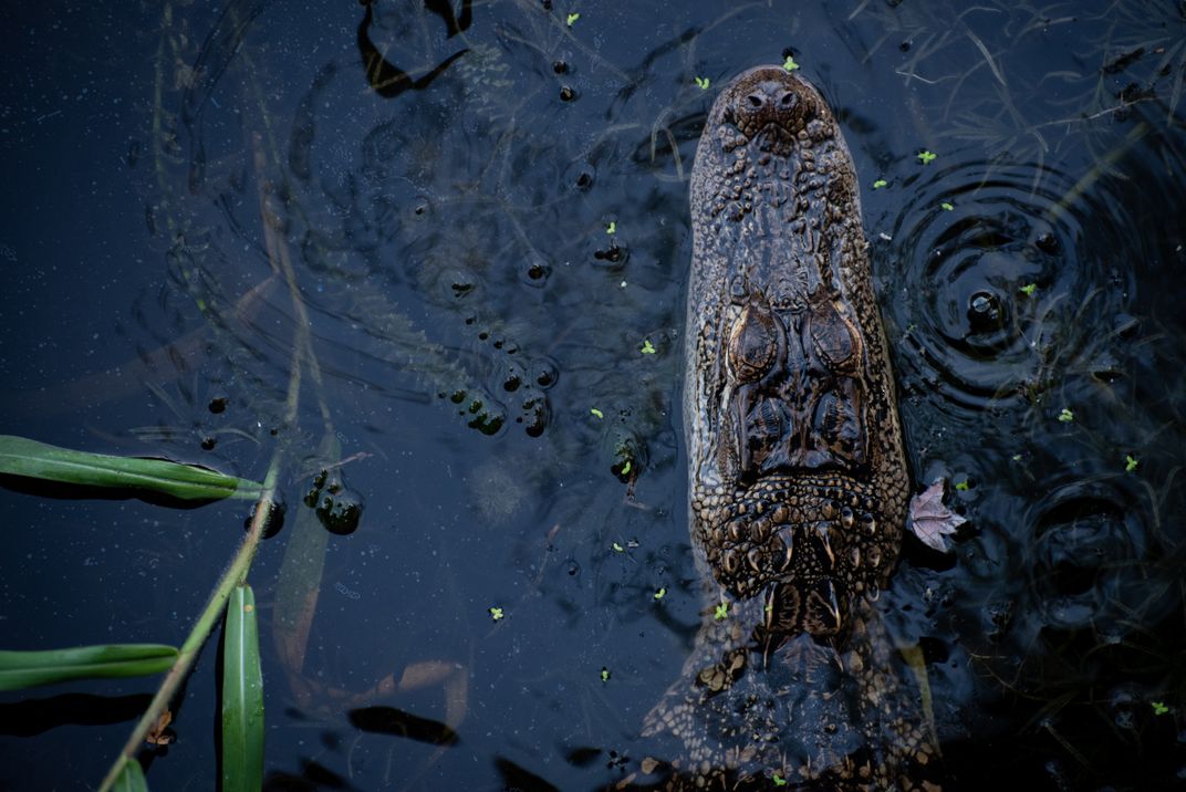 American Alligator | Smithsonian Photo Contest | Smithsonian Magazine