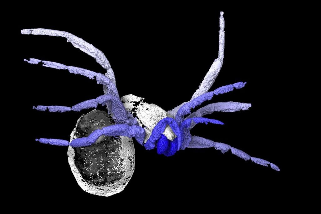 305-Million-Year-Old Fossil Helps Unravel the Spider's Evolutionary Web
