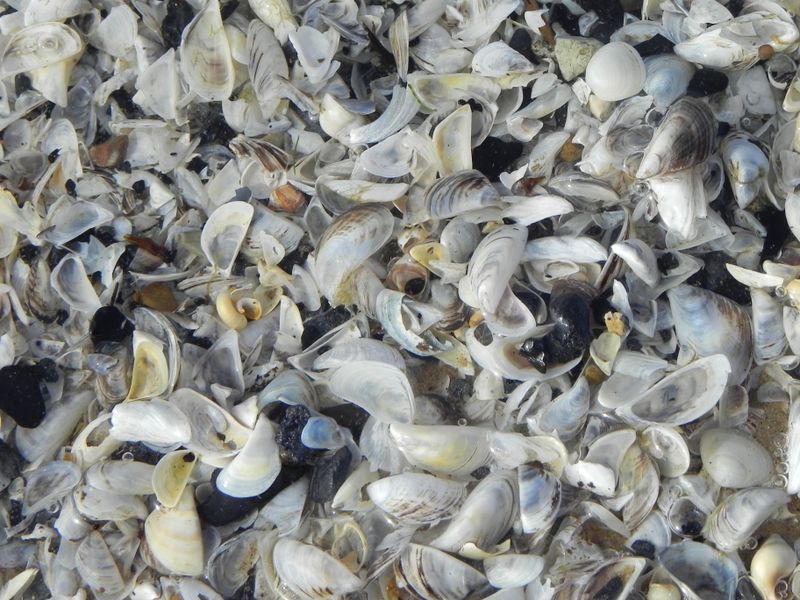 Shells in the surf, Lake Michigan, Chicago, IL | Smithsonian Photo ...