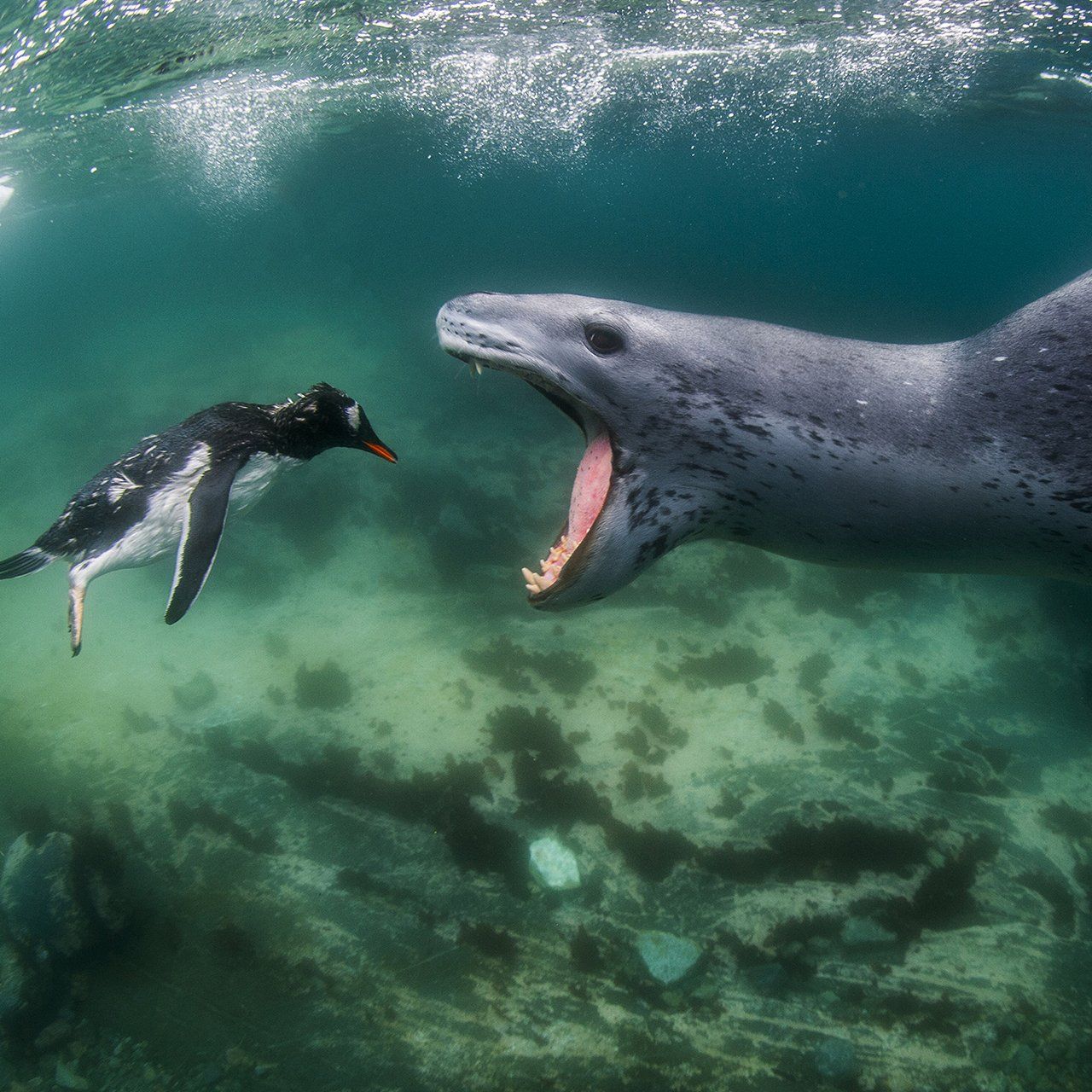 leopard seal attack penguin