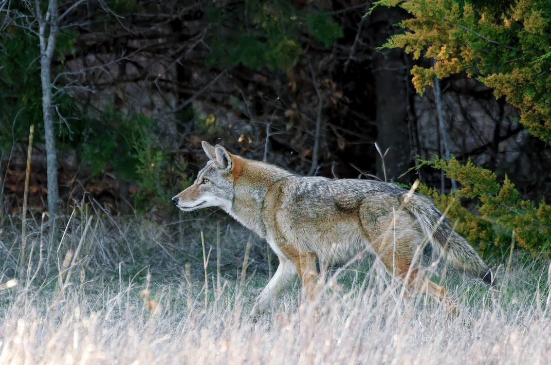 Coyote on the Hunt | Smithsonian Photo Contest | Smithsonian Magazine